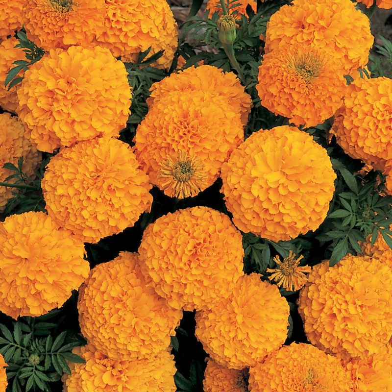 Marigold Mix