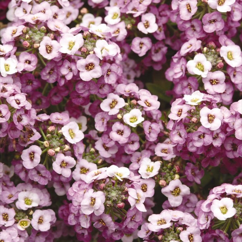 Alyssum Purple